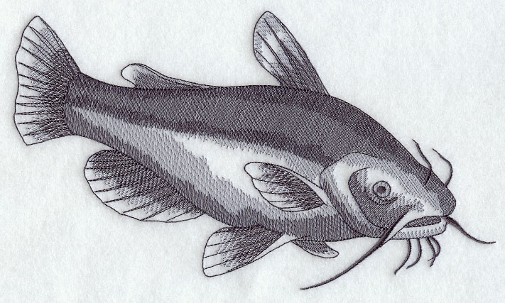 Yellow Bullhead Sketch