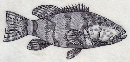 Saltwater Grouper Sketch