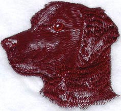 Black Labrador Retriever Head