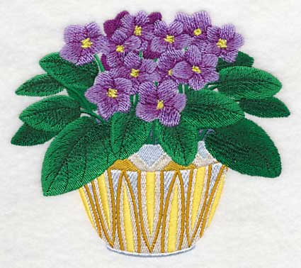 African Violets 2