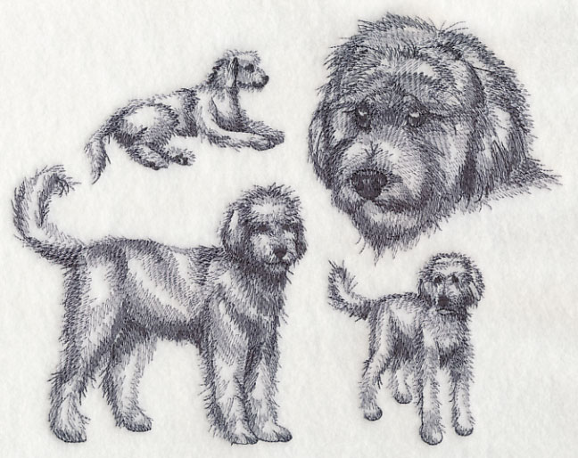 Goldendoodle Sketch