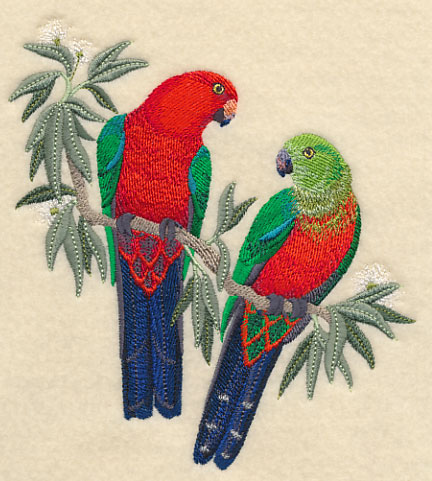 Australian King Parrots in Eucalyptus Tree
