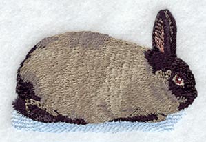 American Sable Rabbit