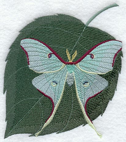 Luna Moth & Birch Leaves