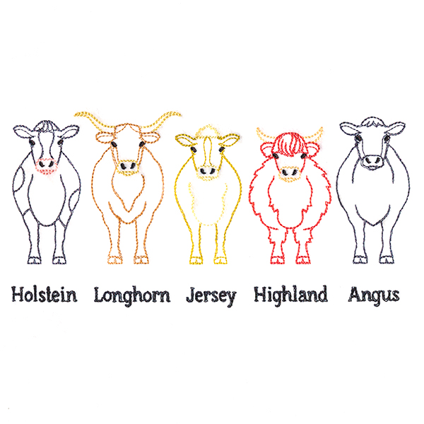 Cattle Breeds Border