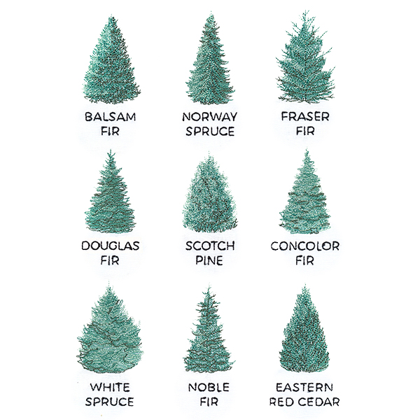 Christmas Tree Chart