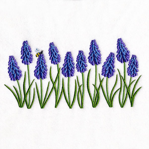 Heavenly Grape Hyacinth Border