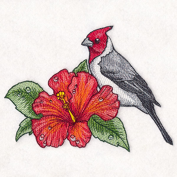 Blooming Hibiscus and Red-crested Cardinal